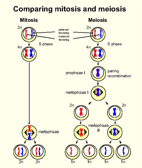 Cell Cycle Mitosis And Meiosis