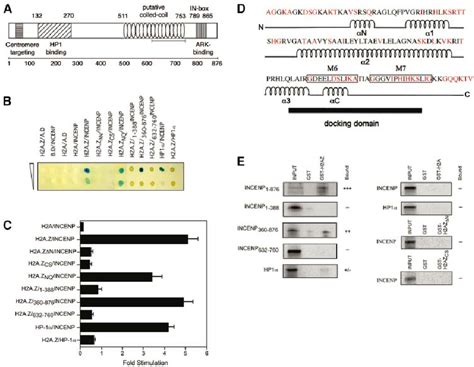 H2az Interacts With The Pericentric Heterochromatin Binding Protein