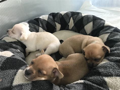 Продавам Чихуахуа Чихуахуа 2 месеца Мъжко Женско Нечистокръвно Кучета продава Помори