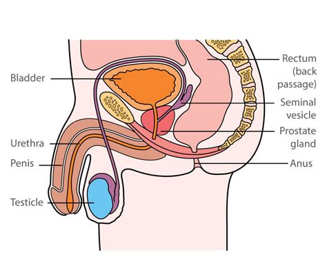 Testosterone Prostate Specific Antigen And Prostate Cancer Meso Rx