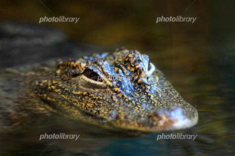 ヨウスコウワニ 写真素材 744348 フォトライブラリー photolibrary