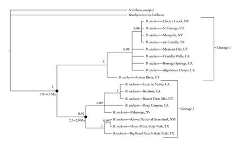 Consensus Tree Of The Bayesian Analysis Done On The Aligned Coi Data