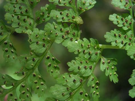 Cystopteris Fragilia Cystopteridaceae Image 32936 At