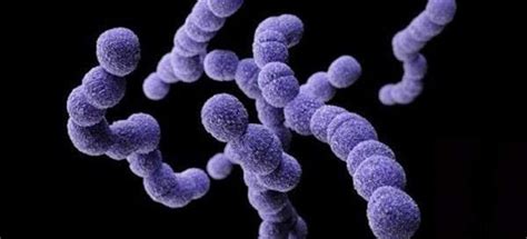 El Estreptococo Pyogenes La Bacteria Que Puso En Alerta Al País