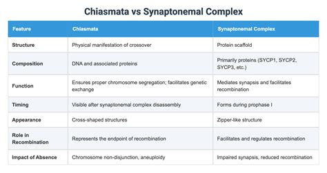 Chiasmata Vs Synaptonemal Complex