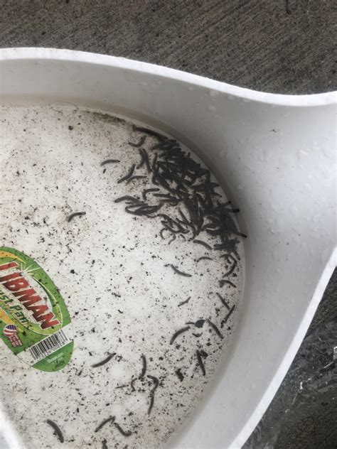 These Are Normal Earthworms Right Rcomposting