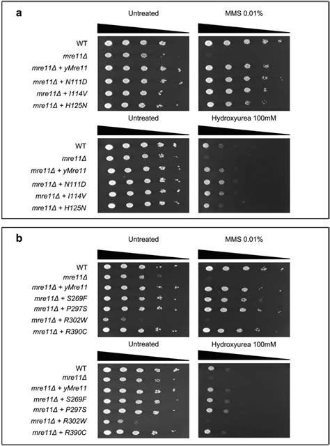 The Survival Of Transformed Yeast Strains By Spotting Assay After Download Scientific Diagram