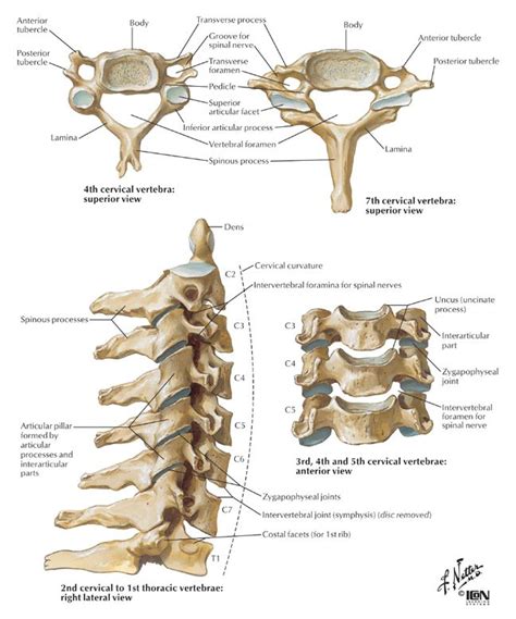 Diagram Of Cervical Spine And Discs And What Nerves Control