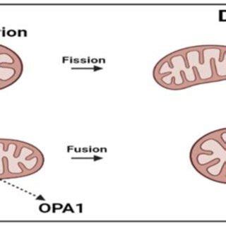 Mitochondrial Dynamics Main Machinery Mitochondrial Fission Is A