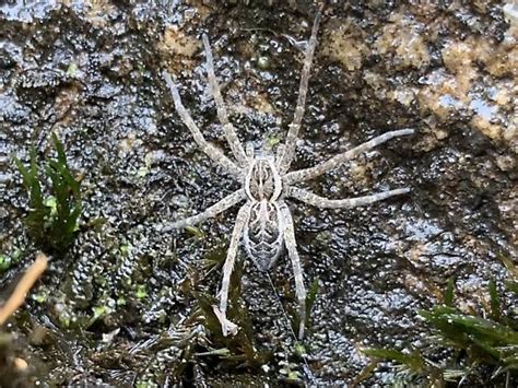 Dolomedes Scriptus Dolomedes Scriptus Bugguidenet