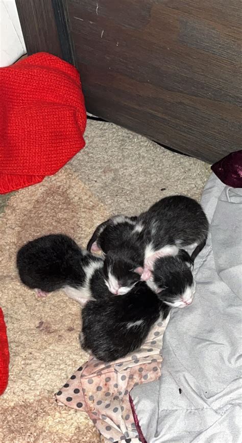 my baby had babies