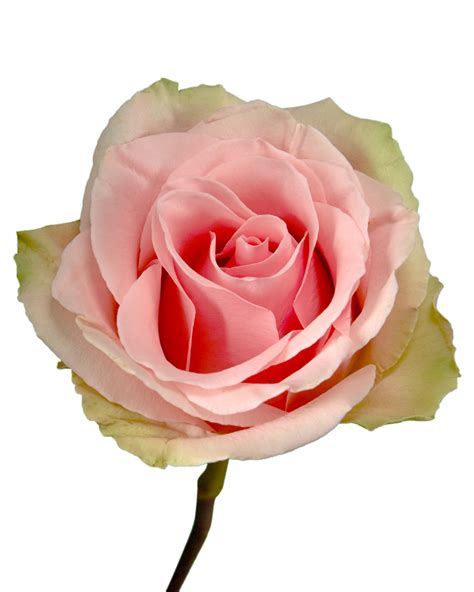 Absolute In Pink Rose Petaljet