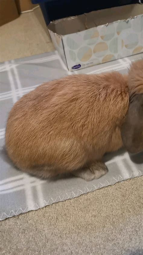 Butt Twitching While Eating Is This Normal Rrabbits