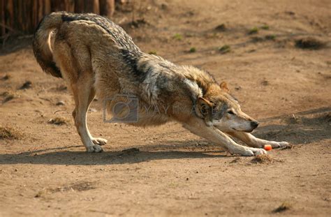 Steppe wolf by friday Vectors & Illustrations with Unlimited Downloads ...
