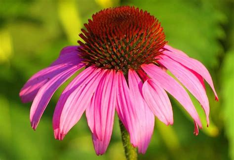 Röd Solhatt Echinacea Purpurea Odling Skötsel Och Användning Tradgrdeng