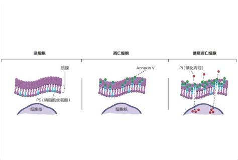 流式细胞术检测细胞凋亡的详细步骤
