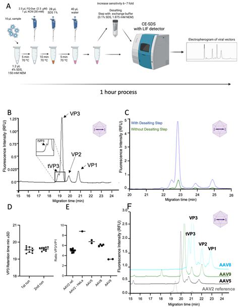 Ce Sds For The Detection Of Aav Viral Capsid Proteins A