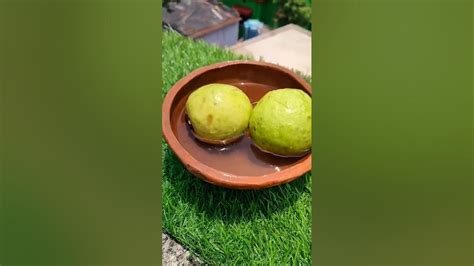 গরমের দুপুরে 🔥 টক ঝাল মিষ্টি পেয়ারা মাখা 😋🤤shortsviralshortvideo
