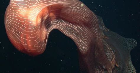 Scyphomedusa Deepstaria Album On Imgur