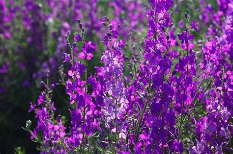 How To Grow And Care For Lovely Larkspur Flowers