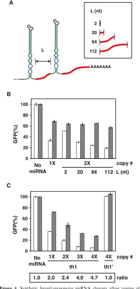 Figure 1 From Design Of Small Molecule Responsive Micrornas Based On Structural Requirements For