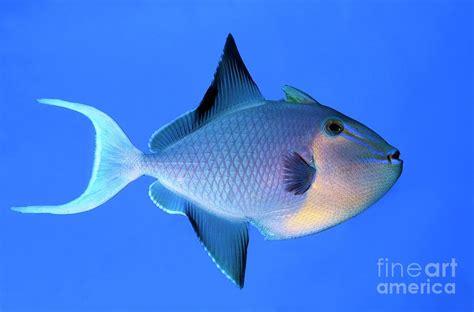 Redtoothed Triggerfish By Science Photo Library
