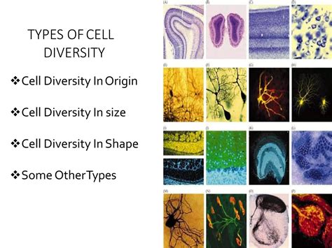 Diversity Of Cell Shape And Size Pptx
