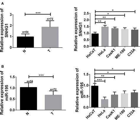 Lncrna Snhg1 Promotes Progression Of Cervical Cancer Through Mir 195n
