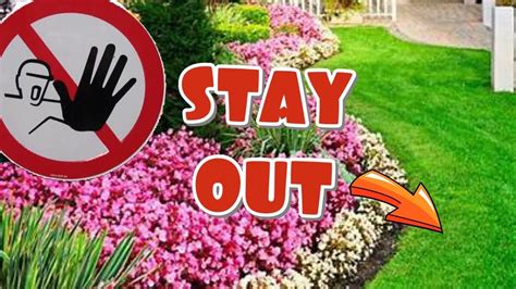How To Kill And Prevent Bermuda Grass And Weeds In Flower Beds For
