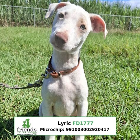 Lyric Friends Of The Pound