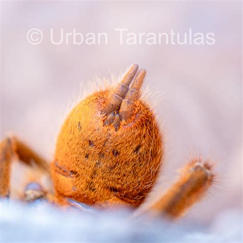 Obt Tarantula Orange Baboon Pterinochilus Murinus Urban Tarantulas