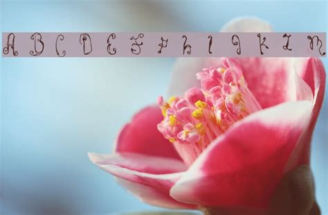 Erika Font
