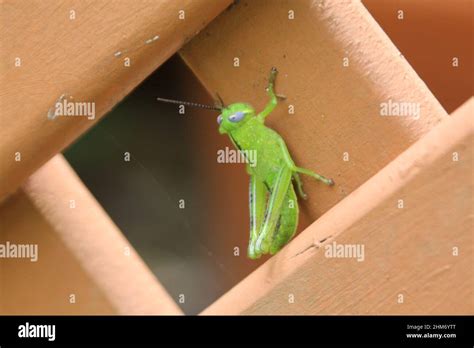Small Green Grasshopper Sitting On A Lattice Fence Buderim Queensland