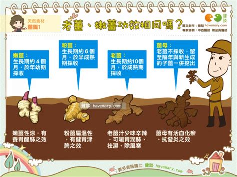 老薑、嫩薑功效大不同，祛濕防寒這樣挑 健康遠見