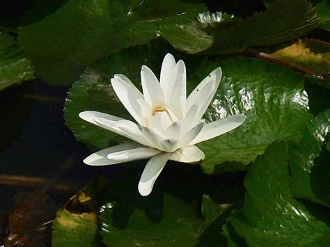 White Lilly Free Photo On Pixabay Pixabay