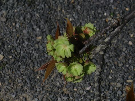 緑の桜 竜胆のブログ