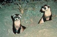 Why Are Ferrets Illegal In California
