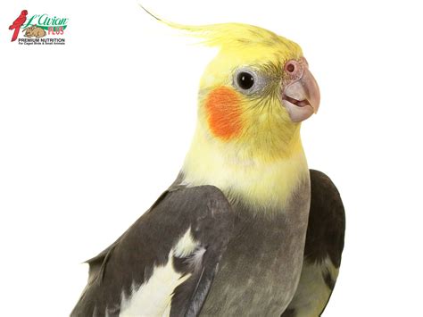 Cockatiel Lavian Pluslavian Plus
