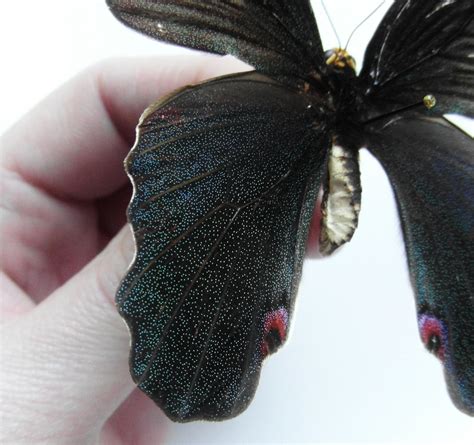 Papilio Elephenor Alchetron The Free Social Encyclopedia