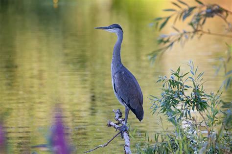 Grey Heron Bird Perched Free Photo On Pixabay Pixabay