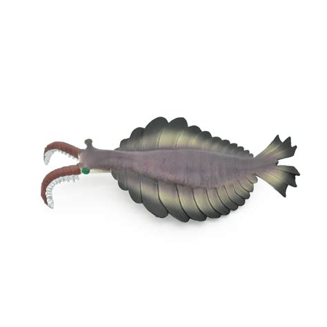 Anomalocaris
