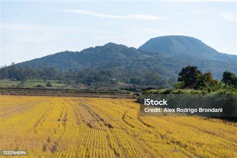 Perkebunan Padi Yang Baru Dipanen Budidaya Padi Irigasi Perkebunan Padi