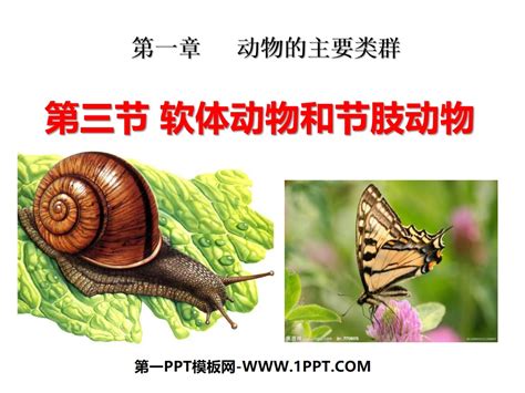 软体动物和节肢动物动物的主要类群PPT课件5 人教版八年级生物上册