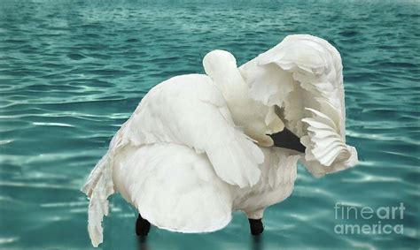 Preening Trumpeter Swan Photograph By Janette Boyd Fine Art America