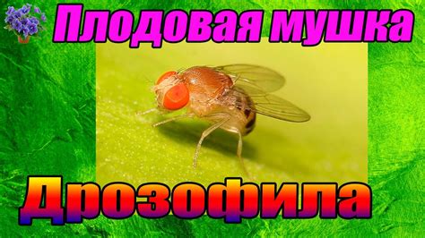 Вредитель комнатных растений плодовая мушка дрозофила Как избавиться методы борьбы Youtube