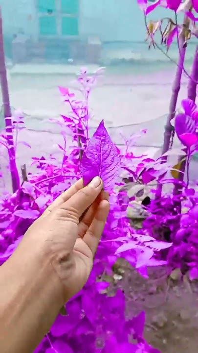 Nature Flowers Beautiful Butterfly Cute Tutorial Unfrez Youtube