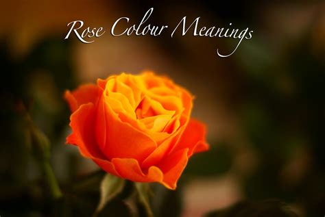 What Do Diffe Colours Of Flowers Mean Infoupdate Org