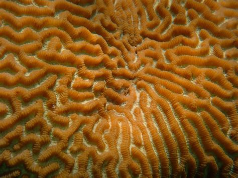 Brain Coral Reef Tank