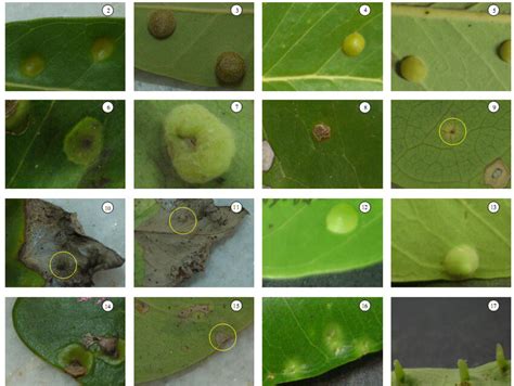 2 17 Gall Morphotypes Observed On The Leaves Of A Germinans Gab