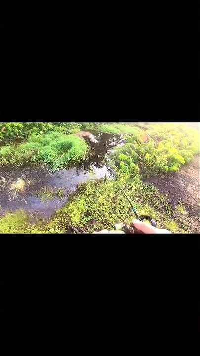 Fishing Tiny Canals For Snakeheads Youtube